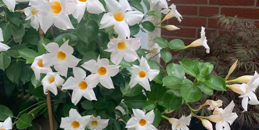 Mandevilla: The Perfect Flowering Plant for Your Garden - Thursd.com