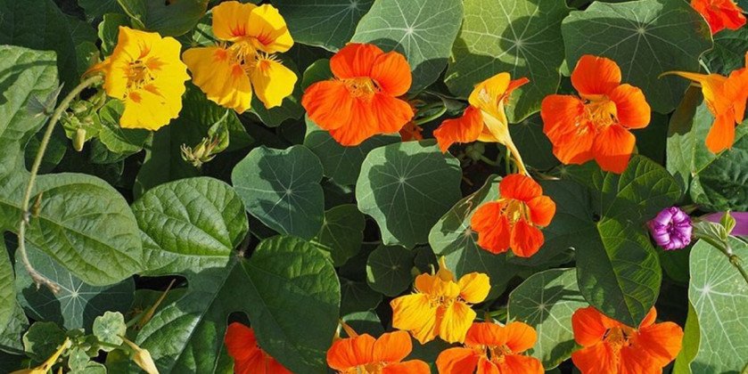 Nasturtiums - Vibrant and Beautiful Flowers | Thursd.com