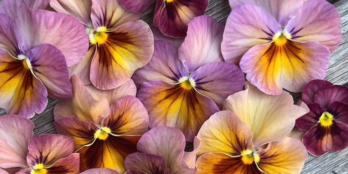 Pansies - Vibrant and Cheerful Flowers for Your Garden
