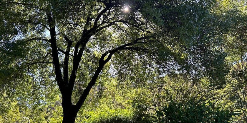 Ash Tree: A Graceful and Elegant Addition to Your Garden | Thursd