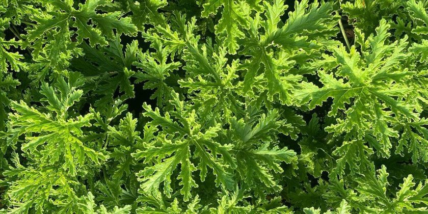 Citronella Plant - Natural Mosquito Repellent | Thursd.com