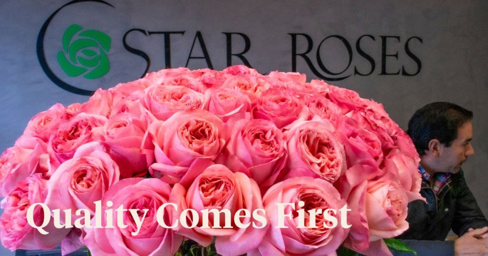 A Growers Highlight on Star Roses Ecuador