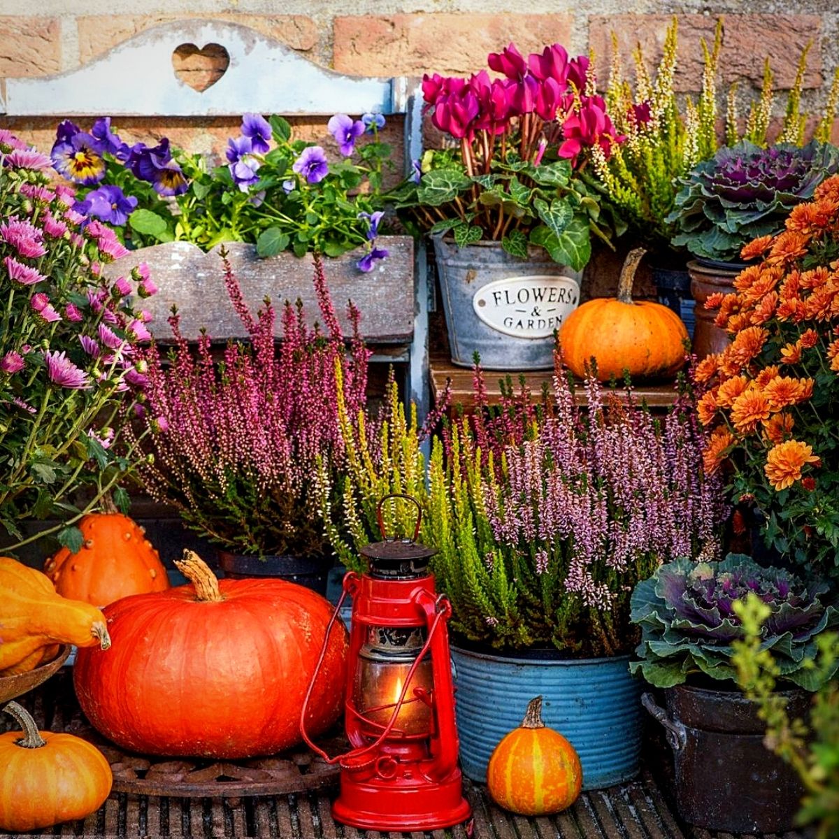 10 Typical Autumn Flowers You Need to Try Out - Article on Thursd
