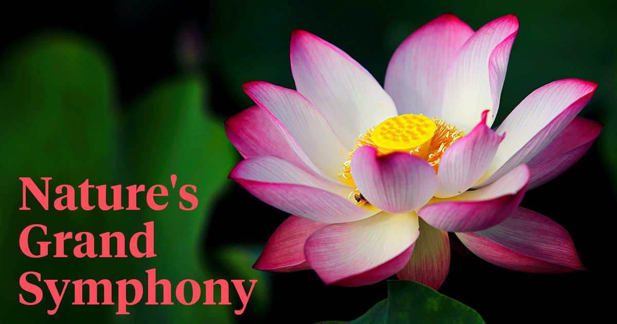 Flower Symbolism in the Bhagavad Gita and Hinduism