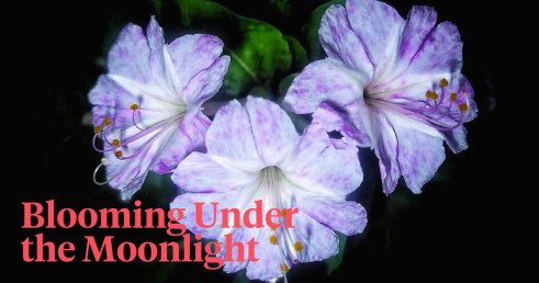 8 Flowers That Bloom at Night for a Moonlit Garden