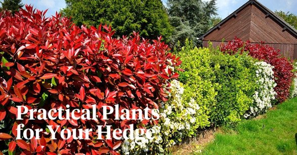 Hedging Plant Ideas You Can Try At Your Home