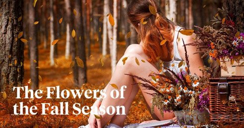 10 Typical Autumn Flowers You Need to Try Out in Your Fall Compositions ...