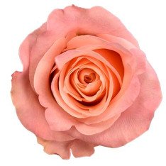 Rose Maureen | Product Featured on Thursd.com