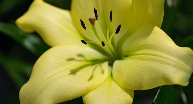 Lily Trebbiano | Product on Thursd.com