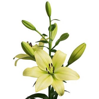 Lily Trebbiano | Product on Thursd.com