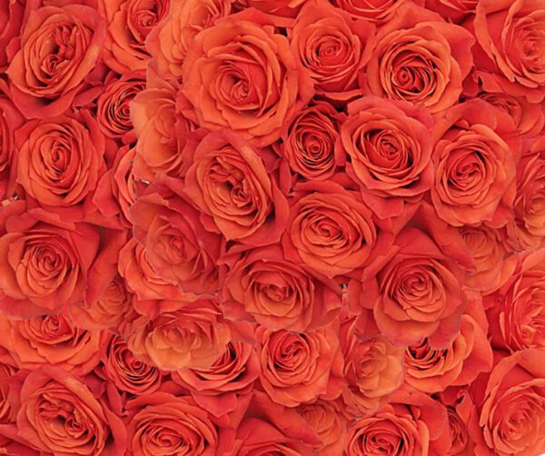 Join the Florist Rose Paradise