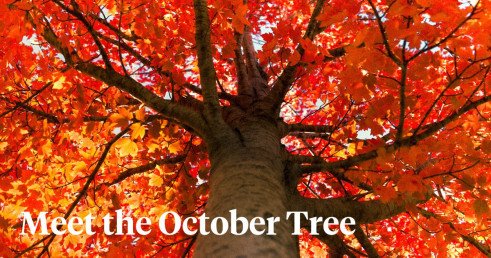 Why the October Glory Maple Is Perfect for Fall Gardens