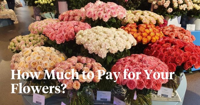 Retail vs Premium Roses - What Makes the Price the Price?