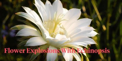 Echinopsis Cactus Feature Bursting, Firework-Like Blooming Flowers