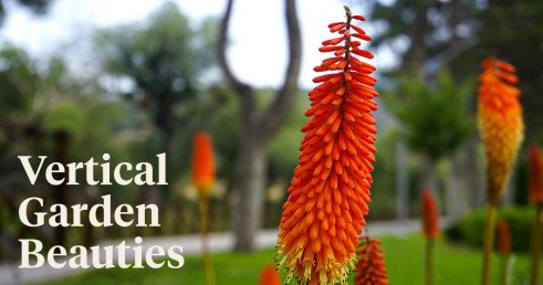 10 Tall Flowers That Will Boost the Beauty of Your Garden - Article onTh...