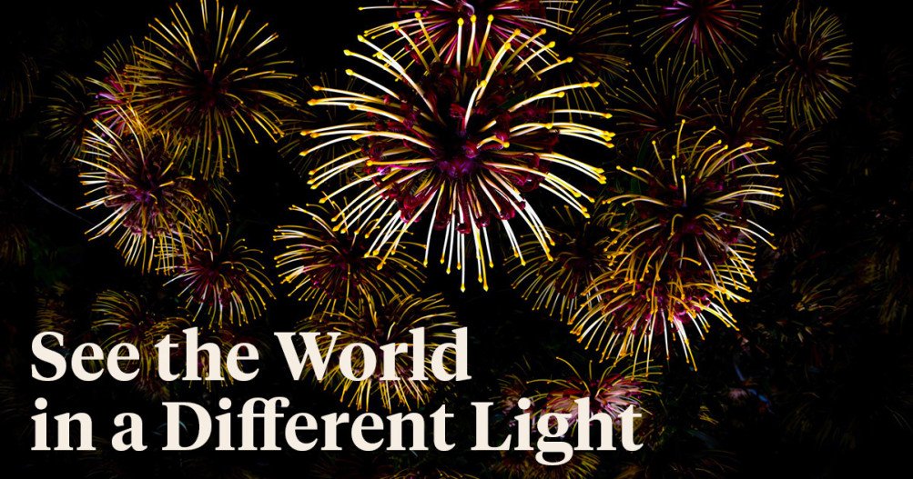 Leucospermums Are the Fireworks of Nature