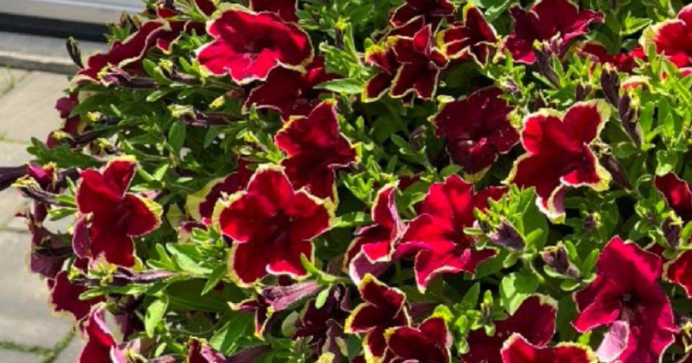 Surfinia® Trailing Burgundy Yellow Picotee