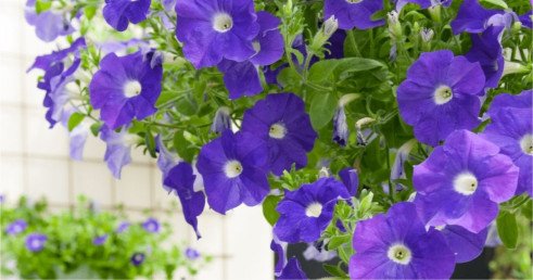 Surfinia® Trailing Blue Ocean