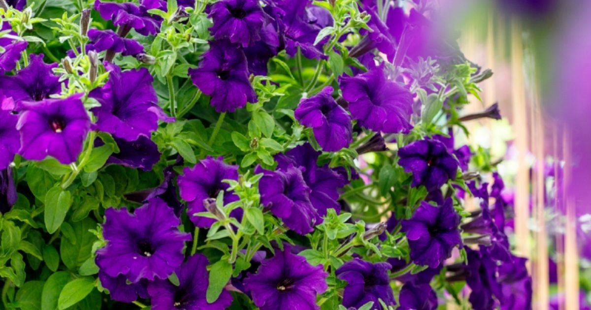 Surfinia® Trailing Violet