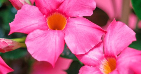 Sundaville® Early Pink - A Delightful Addition to Your Garden