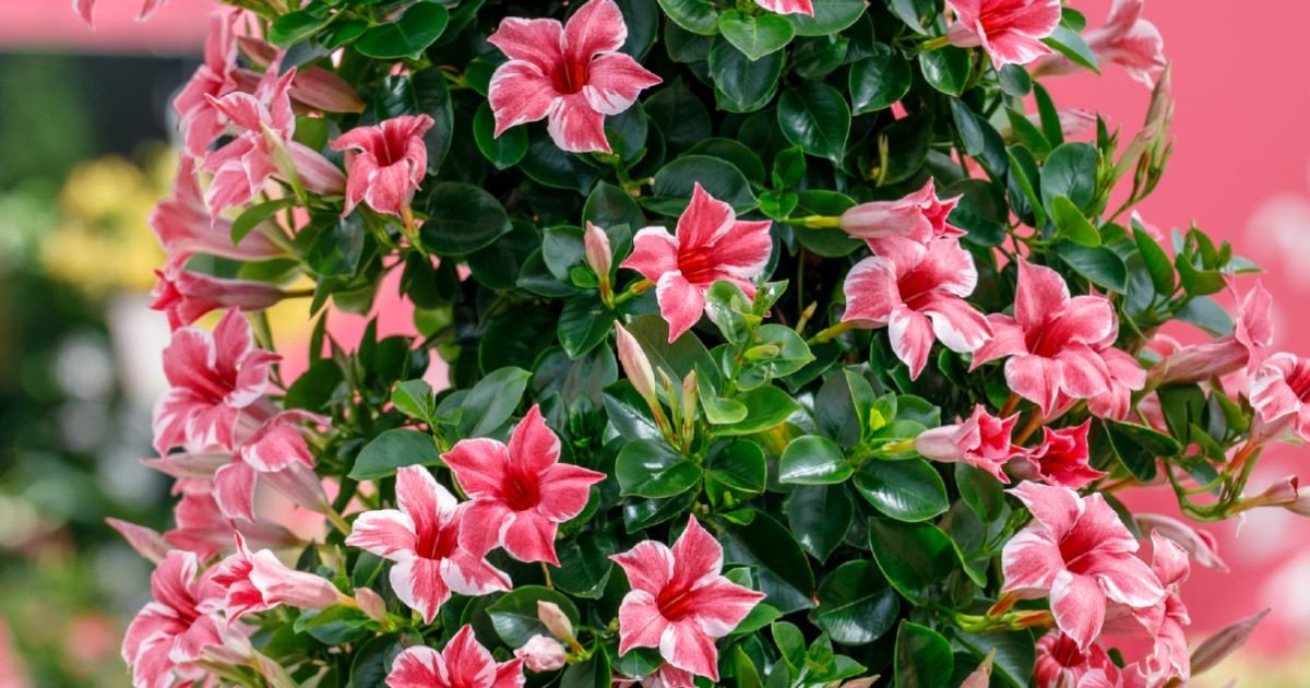 Sundaville Flamingo Pink - Enchanting Beauty for Your Garden