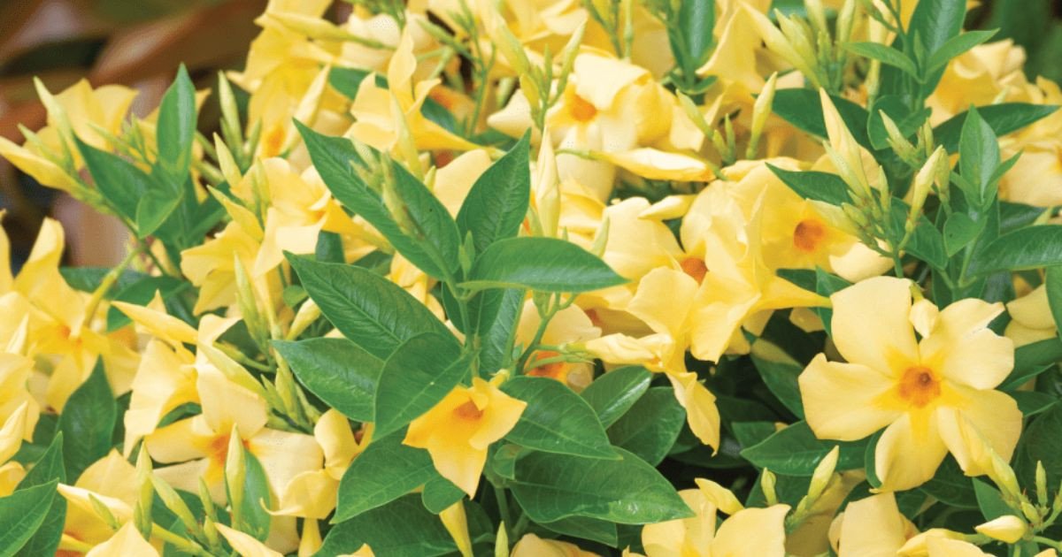 Sundaville Gold - Add a Touch of Radiant Yellow to Your Garden