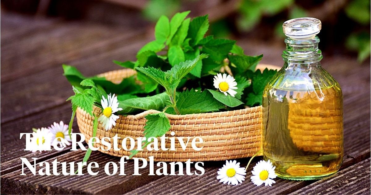 Power of Plants' Bioactive Compounds in Remedial Purposes