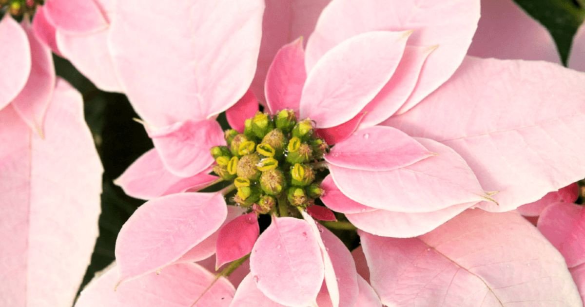Princettia® Pink | Product Featured on Thursd.com