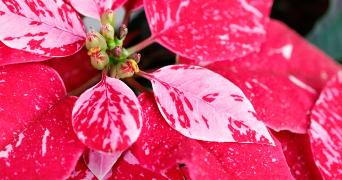 Princettia® Hot Pink Glitter | Product Featured on Thursd