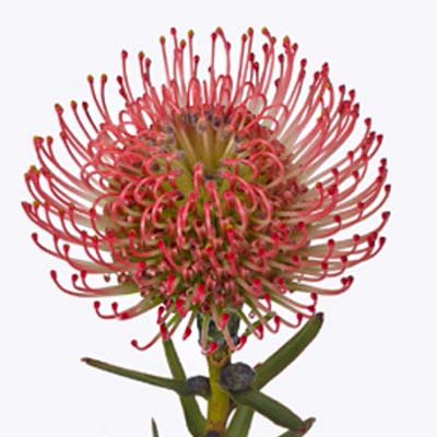 Leucospermum Ayoba® Pink