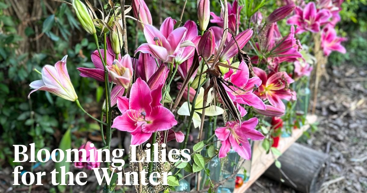 My Lily Winter Wonderland Creations as a BFF