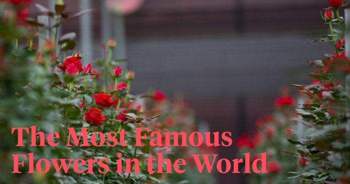 What Florists Want to Know About South American Roses...