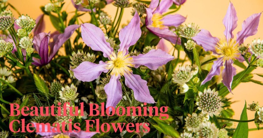Clematis Cut Flower Care Tips for Longer Vase Life