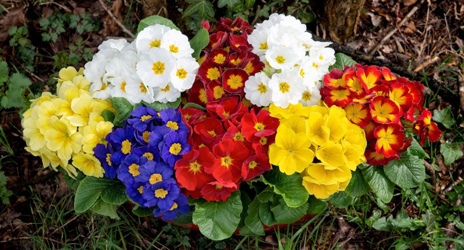 Schoneveld Breeding