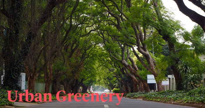 Greenery and Blooms of Johannesburg in South Africa