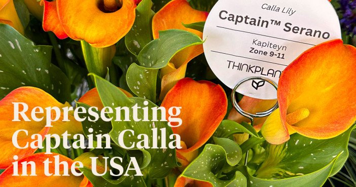 Kapiteyn and ThinkPlants Bring Callas to North America