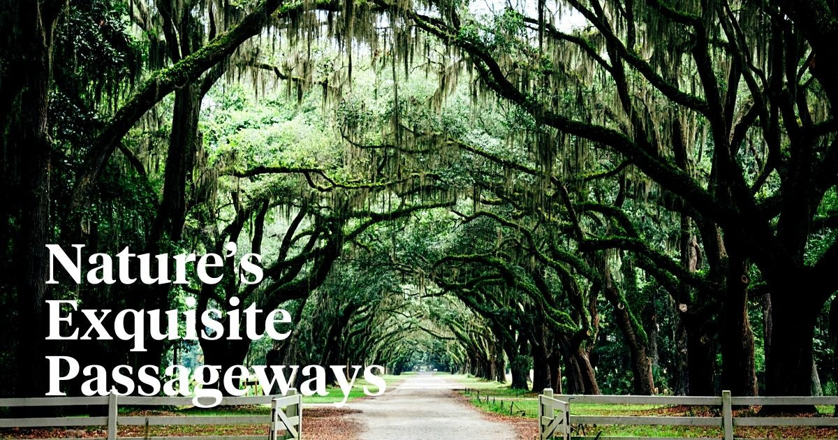 10 Most Picturesque Tree Tunnels for Nature Lovers Around the World