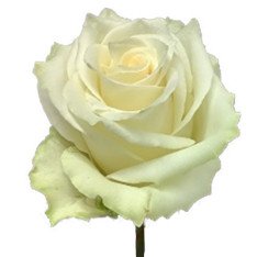 Rose Albatros | Product on Thursd.com