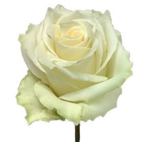 Rose Albatros | Product on Thursd.com