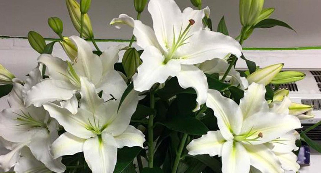 Lily Santander | Product Featured on Thursd.com