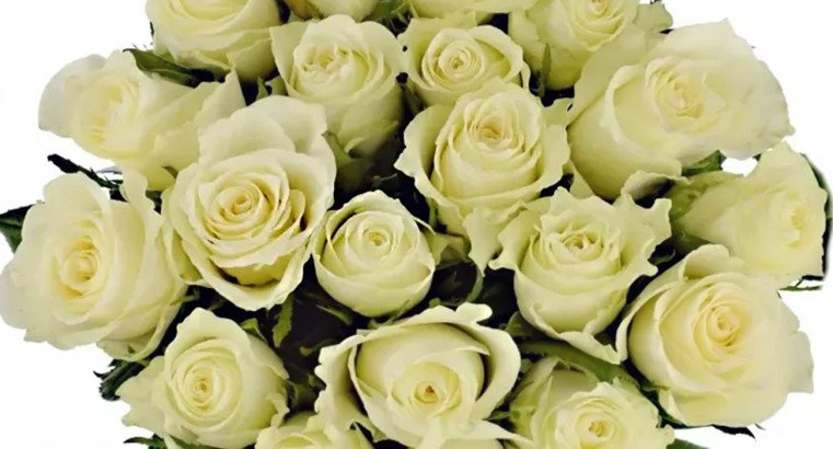 Rose Albatros | Product on Thursd.com