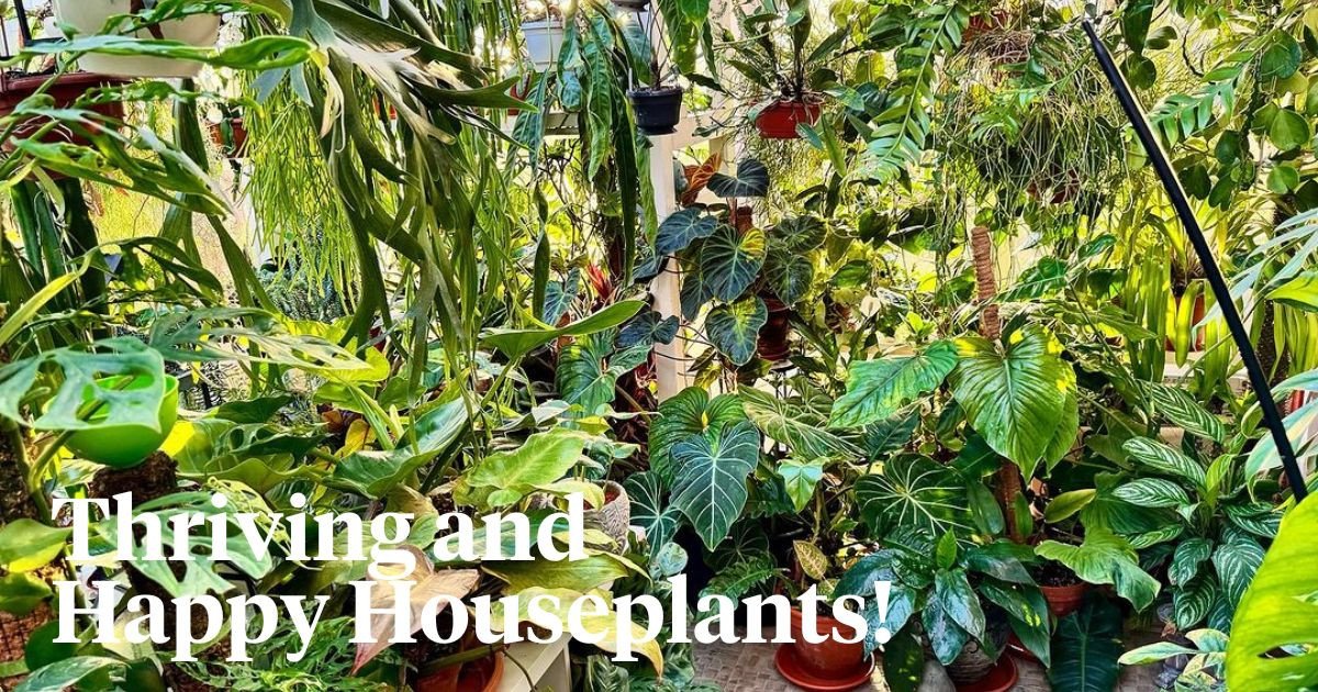 Want to Have Happier Houseplants? Follow These 10 Care Tips
