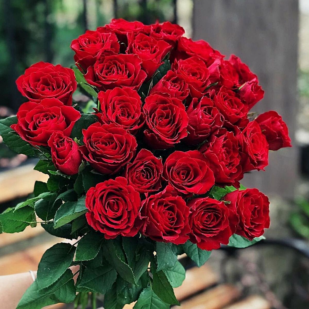 Beautiful Red Rose Flowers Photos Order Beautiful 50 Red Roses Online