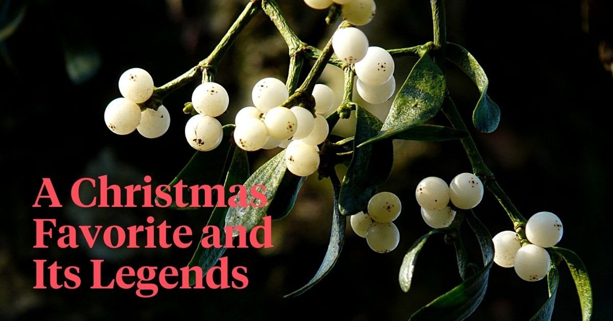 A Symbol of Christmas Kissing Tradition in Mistletoe Plant