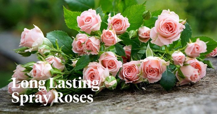 Interplant Roses’ Easy Way to Ensure Spray Roses Last Longer