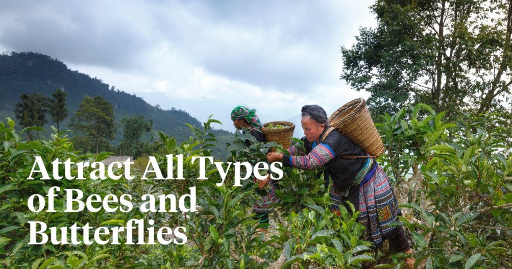 Tea Tree: A Versatile and Unique Evergreen Shrub