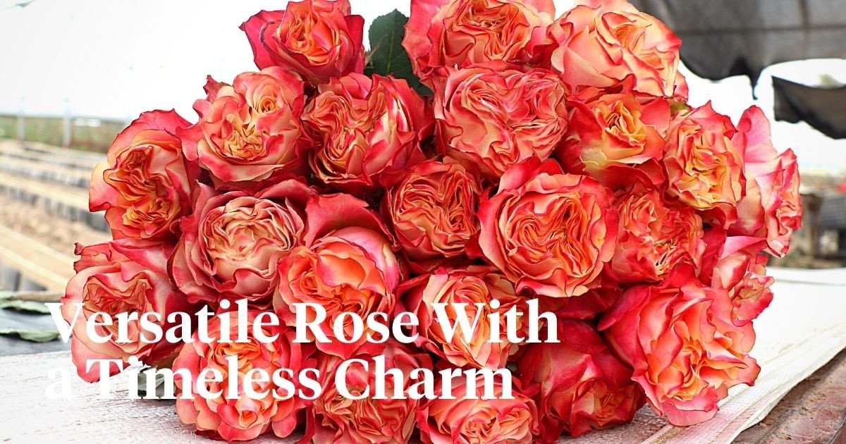 The Charm of De Ruiter’s Rose Capriola Grown by Roseto Ltd