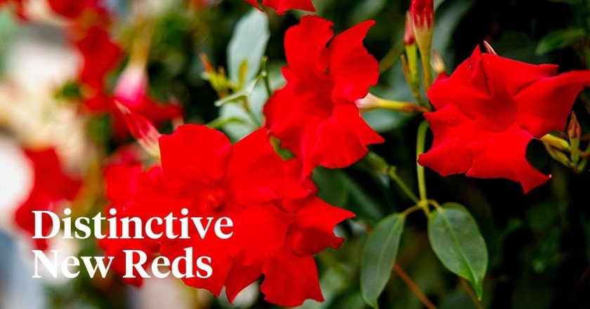 MNP / Suntory’s New Sundaville Reds Ideal for Small Pots