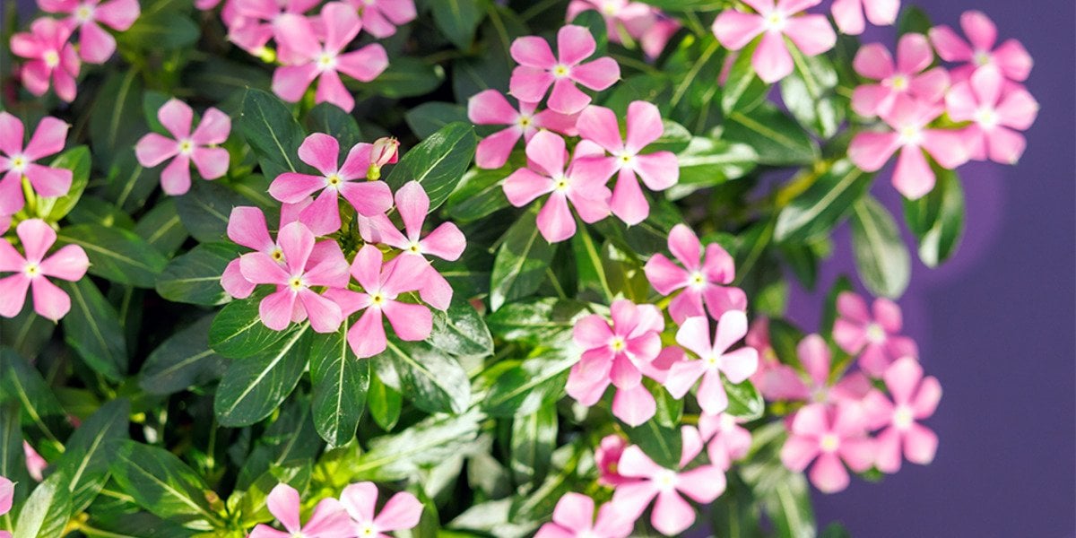 Soirée® Pink White Eye - A Beautiful and Romantic Flower | Thursd.com