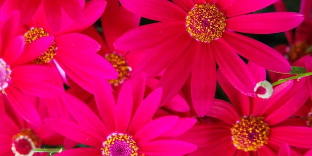 Senetti® Bright Carmine | Product Featured on Thursd.com